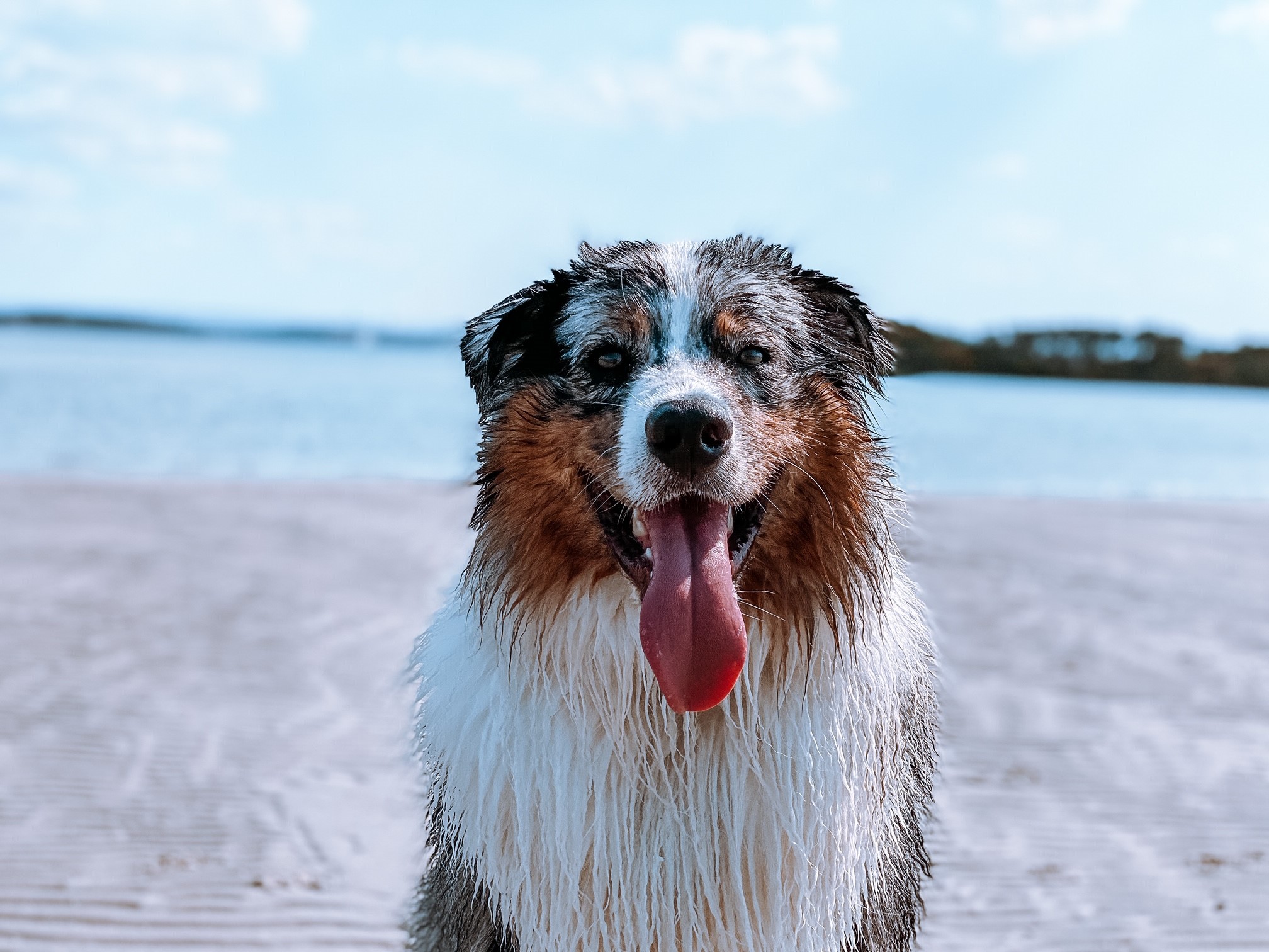 Australia’s leading dedicated website for all things pet-friendly.