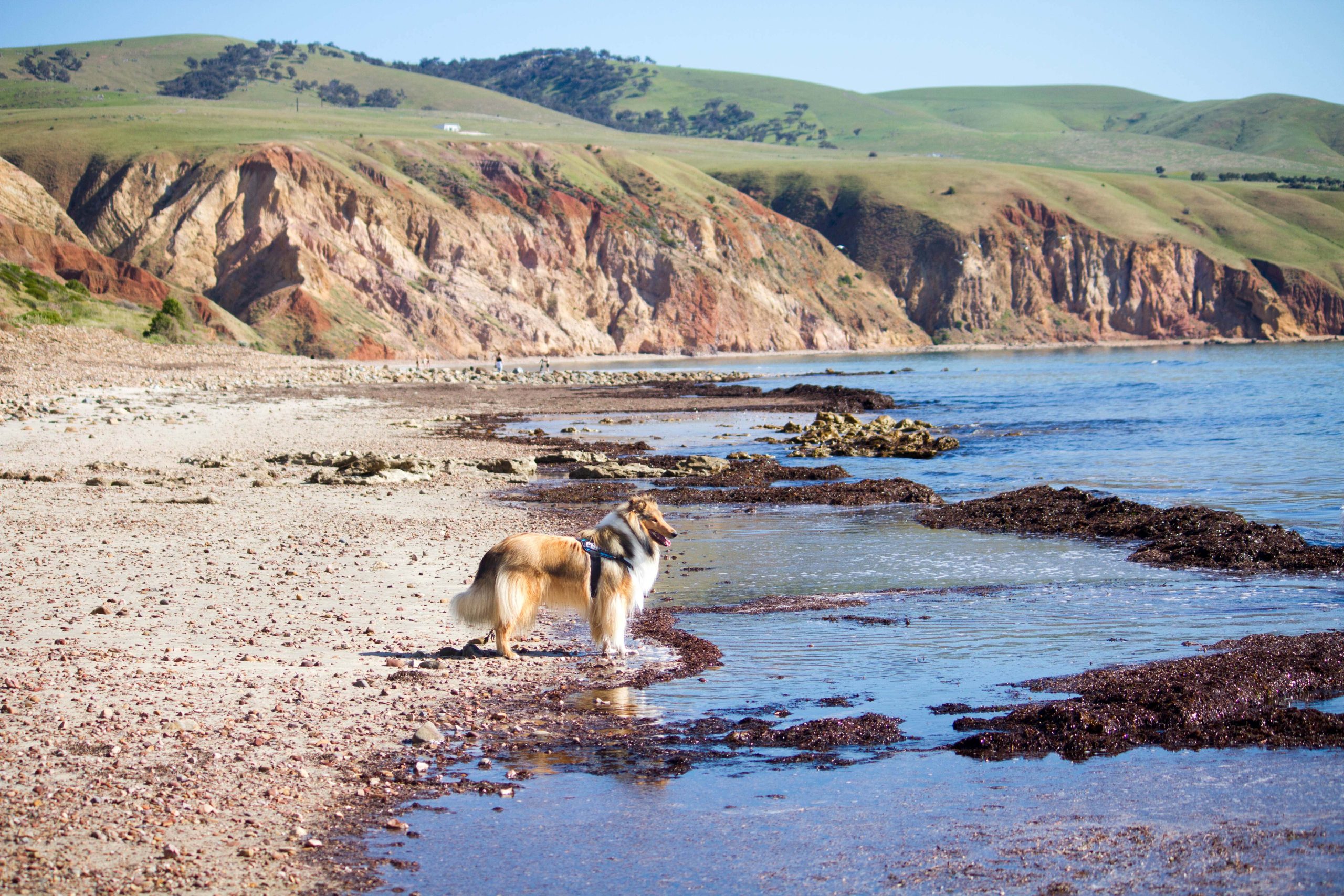 Sellicks Beach - Take Your Pet